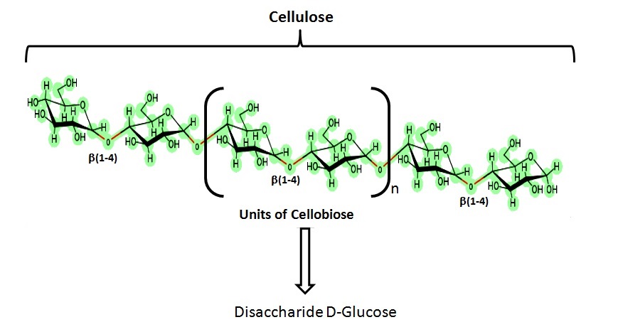Clasificación de los carbohidratos (con imágenes)
