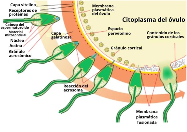 Acrosoma: qué es, funciones, formación, reacción, enzimas