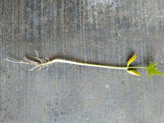 Dicotiledóneas: características, clasificación y ejemplos de especies