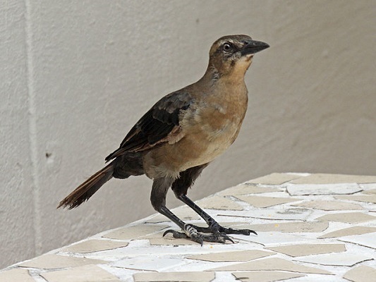 Zanate: qué es, características, hábitat, comportamiento