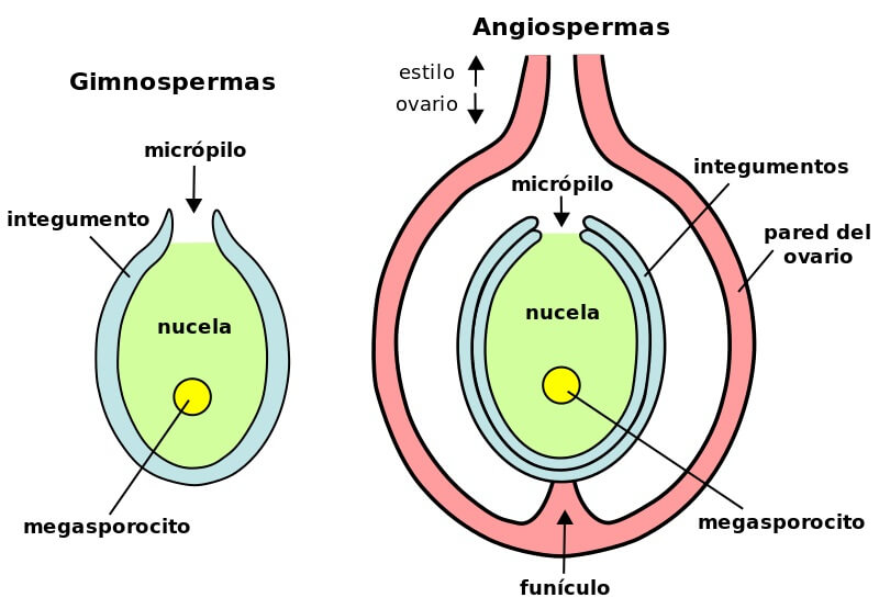 Gimnospermas: características, clasificación y ejemplos de especies