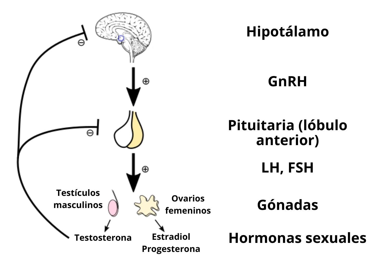 Eje hipotálamo-hipófisis-ovario: concepto, estructura y funciones