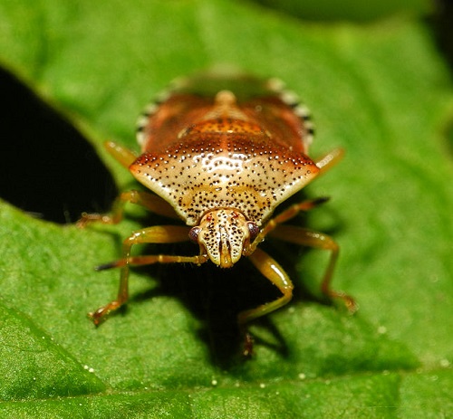 Hemiptera: características, hábitat, alimentación, ejemplos de especies