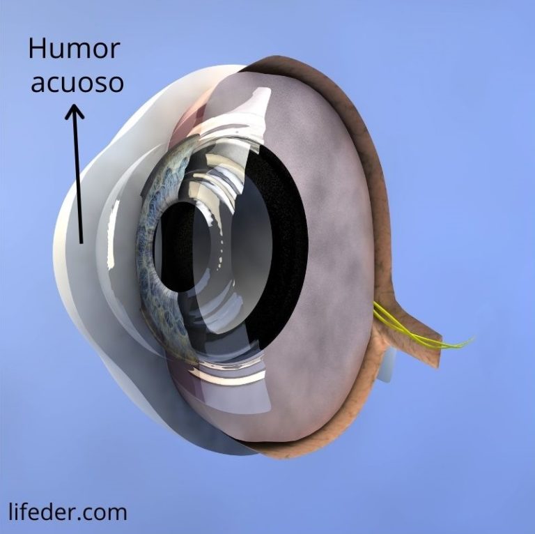 Humor acuoso: función, composición, anatomía, producción