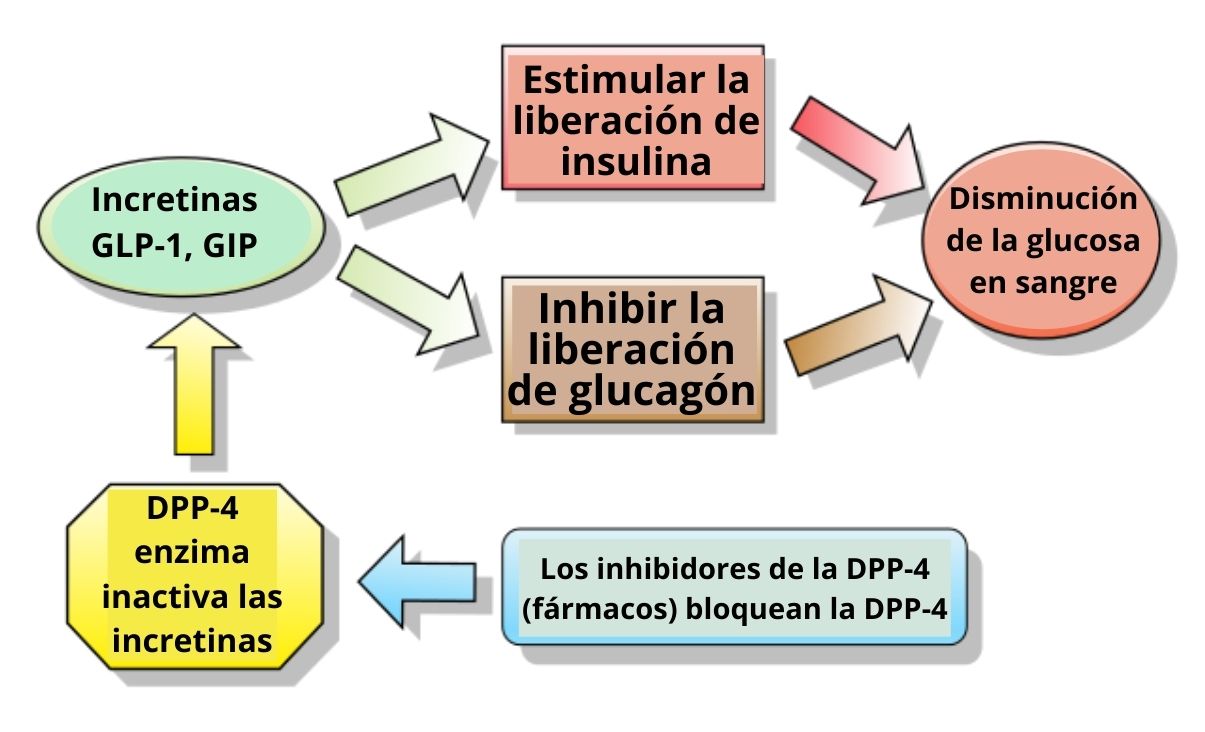 Incretinas: tipos, estructura, funciones, mecanismo de acción