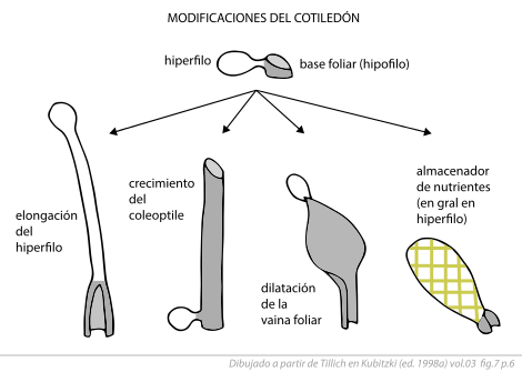 Cotiledones: características, funciones y ejemplos