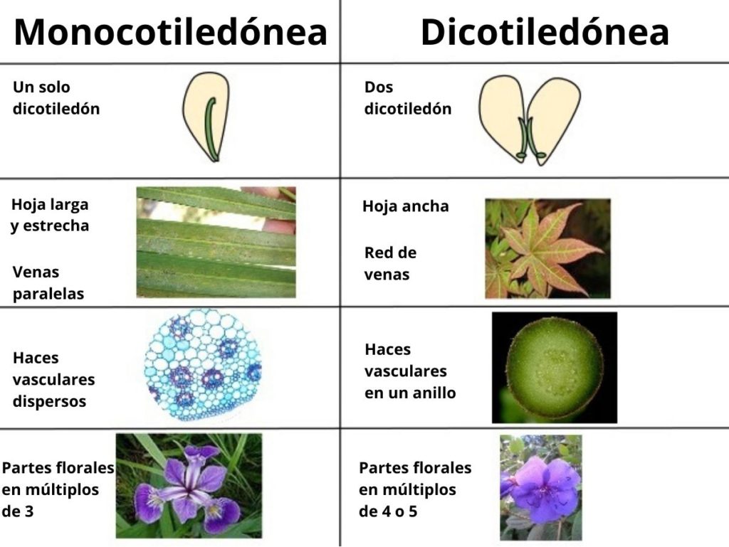 dicotiled-neas-caracter-sticas-clasificaci-n-y-ejemplos-de-especies