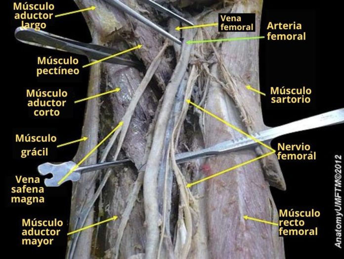 Arteria femoral: qué es, ubicación, función, ramas, alteraciones