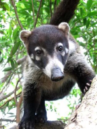 Lista de animales que empiezan con C