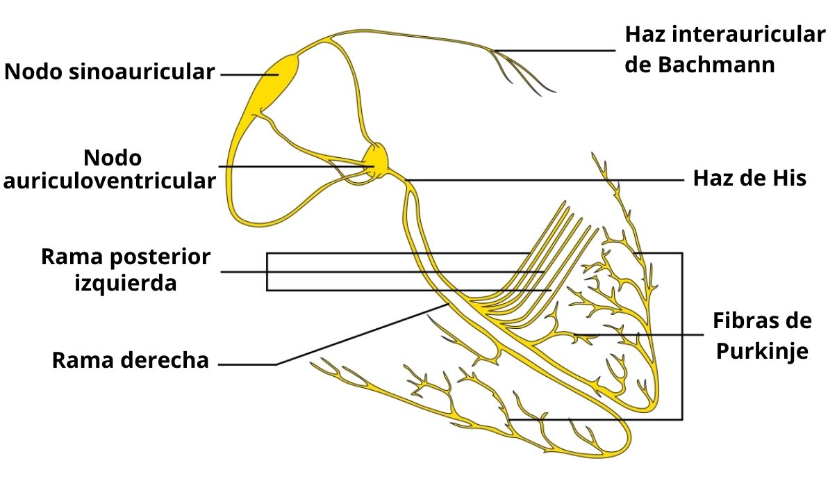 Fibras de Purkinje: concepto, histología y función Fibras de Purkinje: concepto, histología y función