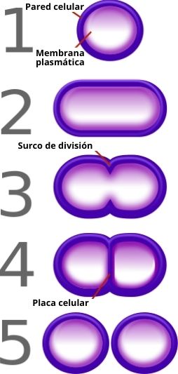 Bipartición o fisión binaria: concepto, proceso, tipos, ejemplos