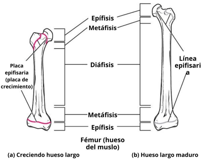 Metáfisis Descripción Histología Funciones Lesiones