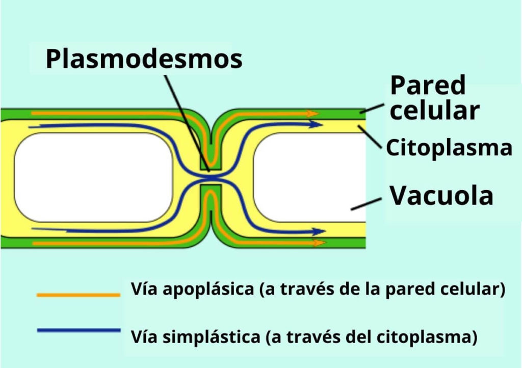 Plasmodesmos: concepto, características, estructura y funciones