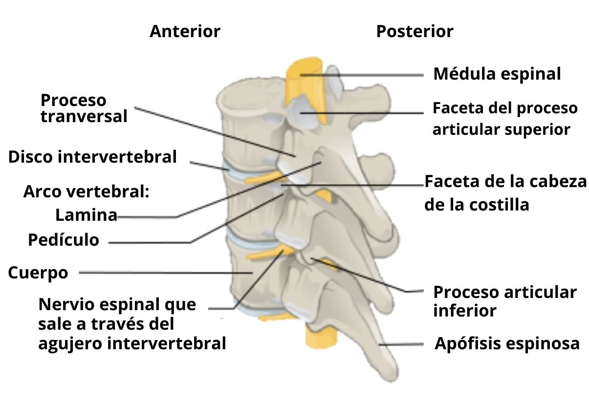 Apófisis espinosa: concepto, anatomía, funciones y lesiones