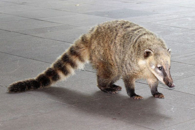 Coatí: qué es, características, hábitat, alimentación, comportamiento