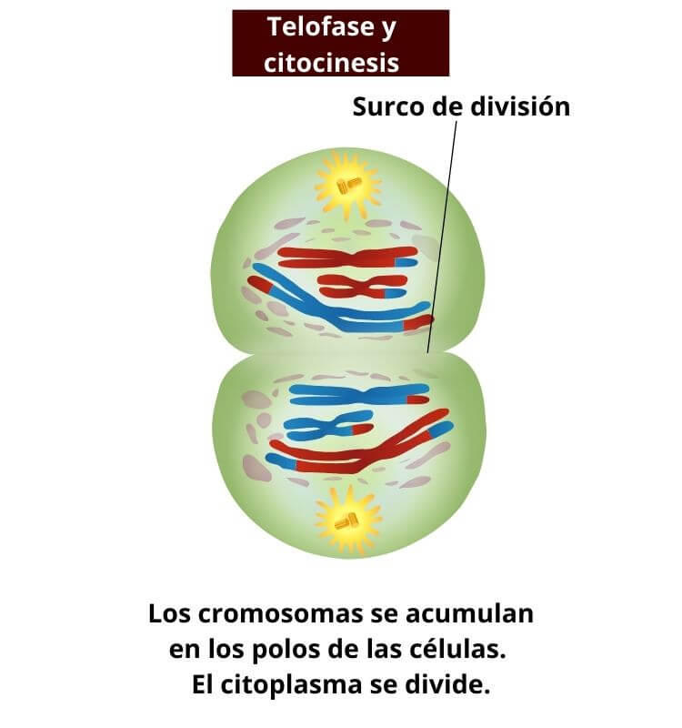 Meiosis: qué es, función, fases y sus características