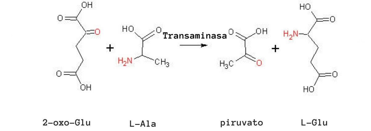 Transaminación: concepto, mecanismo, función y ejemplos