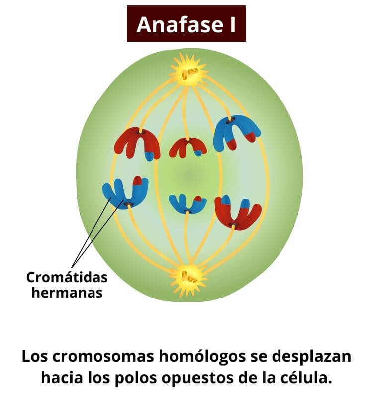 Meiosis: qué es, función, fases y sus características