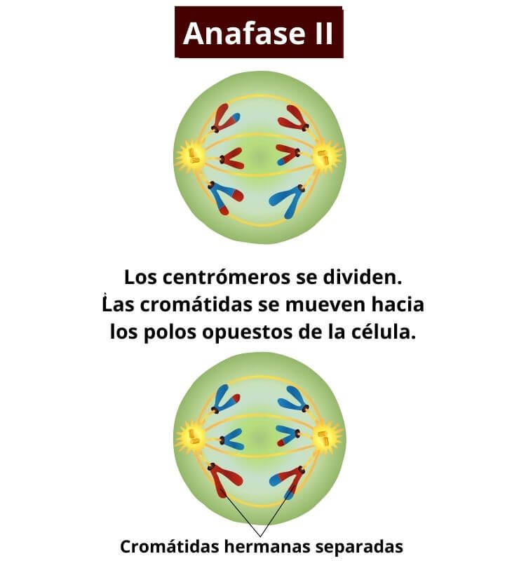 Meiosis: qué es, función, fases y sus características