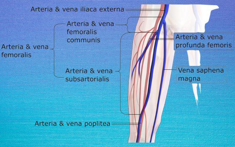 Modelo De Arteria Femoral Profunda