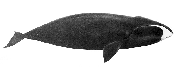 Ballena boreal: características, hábitat, alimentación, reproducción