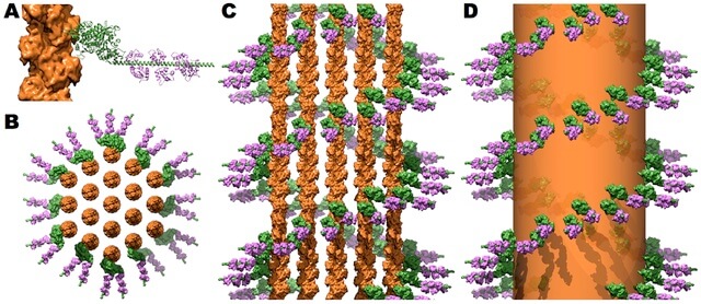 Calmodulina: estructura, funciones y mecanismo de acción
