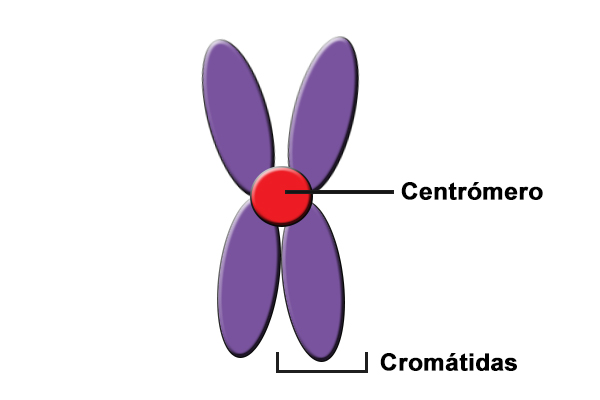 Centrómero: conceptos, características, posición, función
