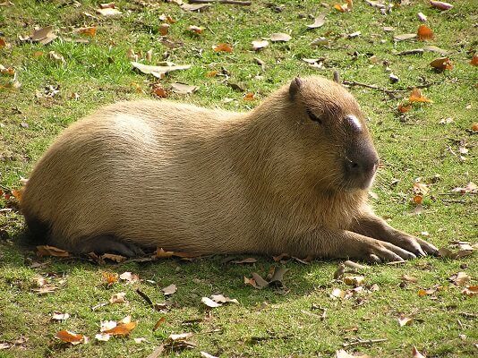 Capibara: características, hábitat, alimentación, comportamiento