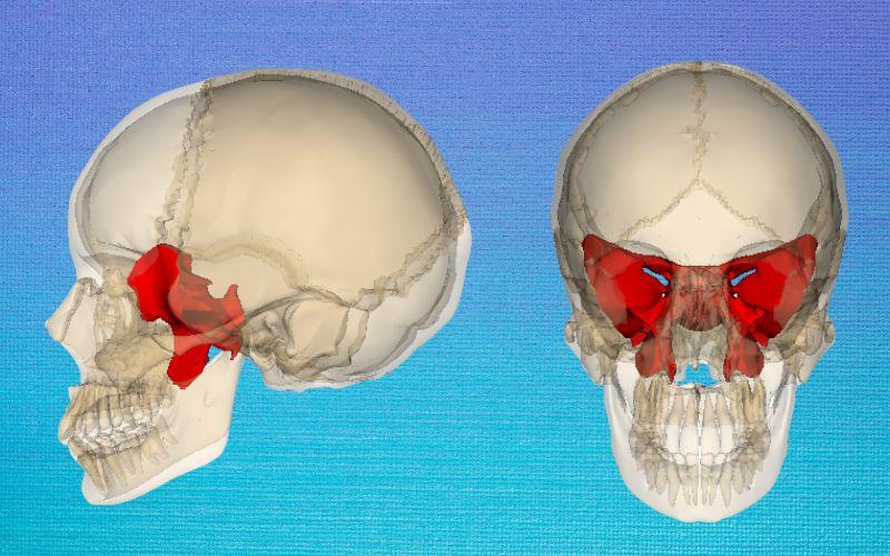 Esfenoides: qué es, anatomía, funciones, lesiones