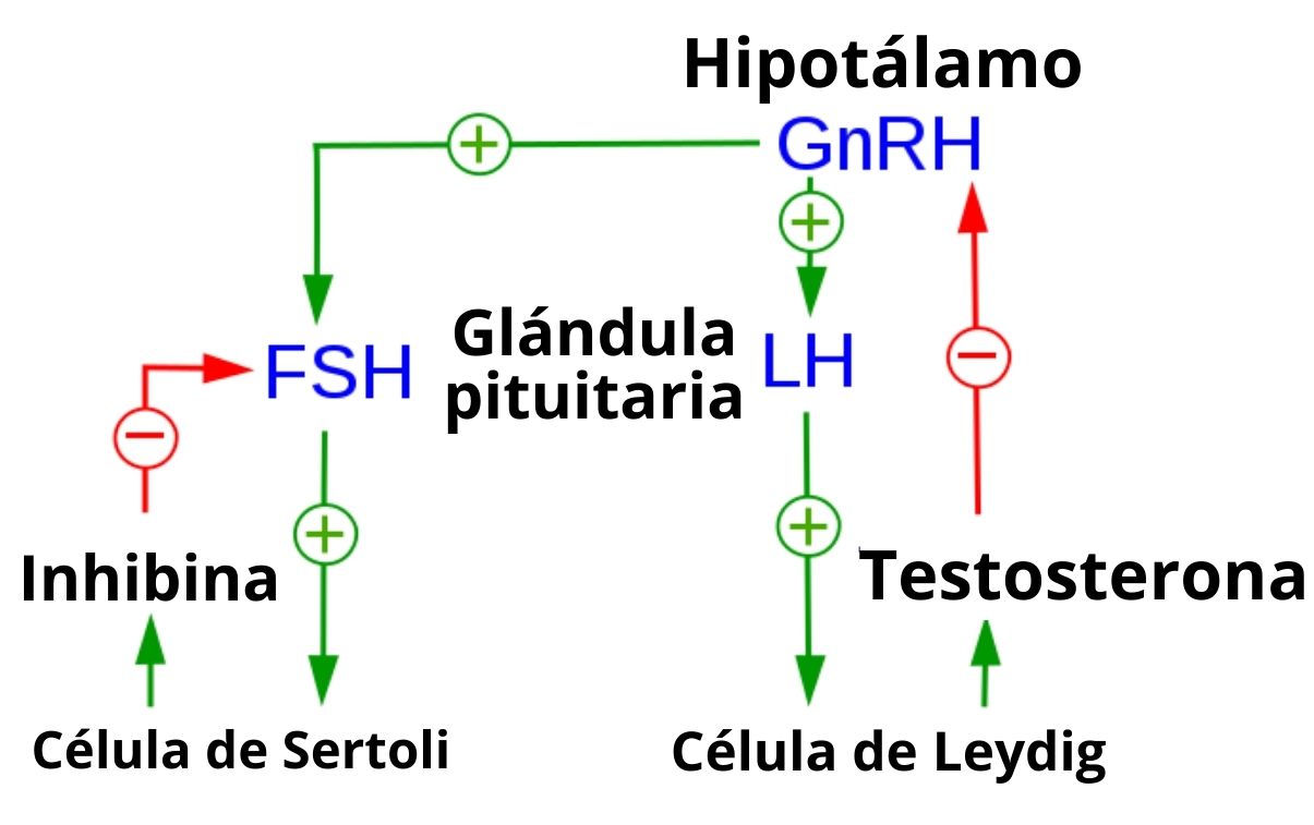 Cerebro Hipotalamo
