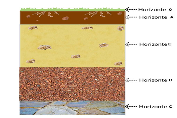 EL SUELO: Horizontes del suelo