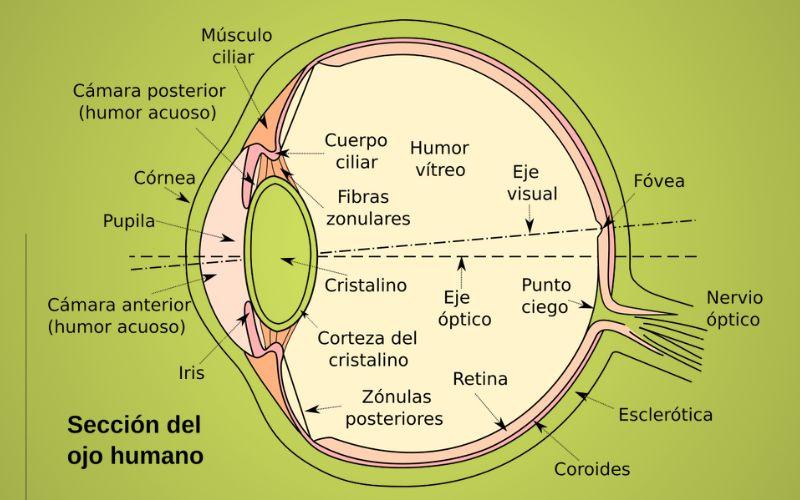 Humor acuoso: qué es, función, composición, anatomía, producción