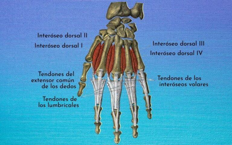 Interóseos dorsales: qué son, origen, inserción, inervación, funciones