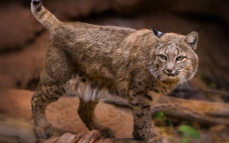 Lince rojo: qué es, características, hábitat, comportamiento