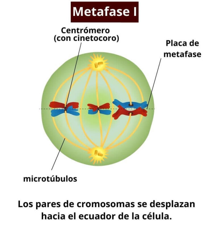 Meiosis: qué es, función, fases y sus características