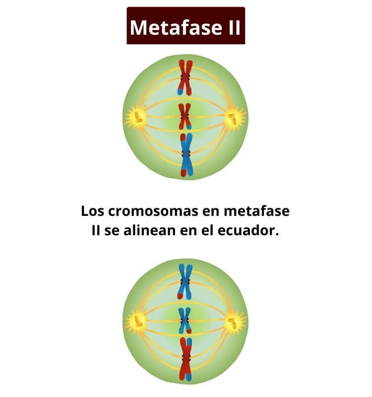Meiosis: qué es, función, fases y sus características