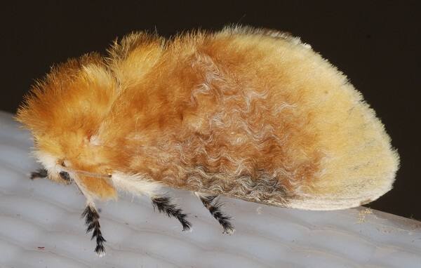 Oruga peluche: características, hábitat, reproducción, picadura