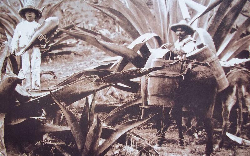 Otomíes: qué son, historia, ubicación, lengua, religión, tradiciones