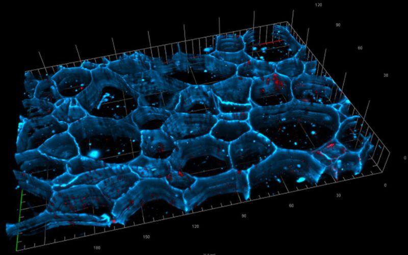 Plasmodesmos: qué son, características, estructura y funciones