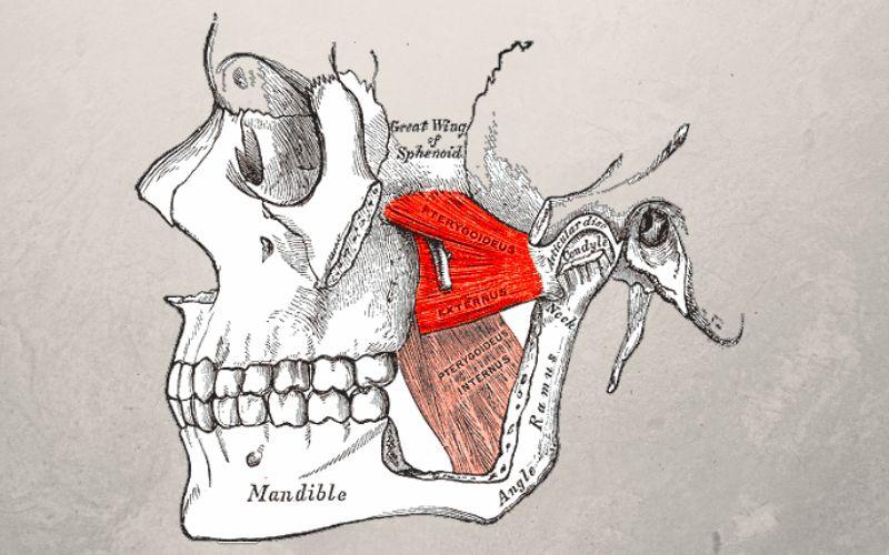 Pterigoideo externo: qué es, características, funciones, patologías