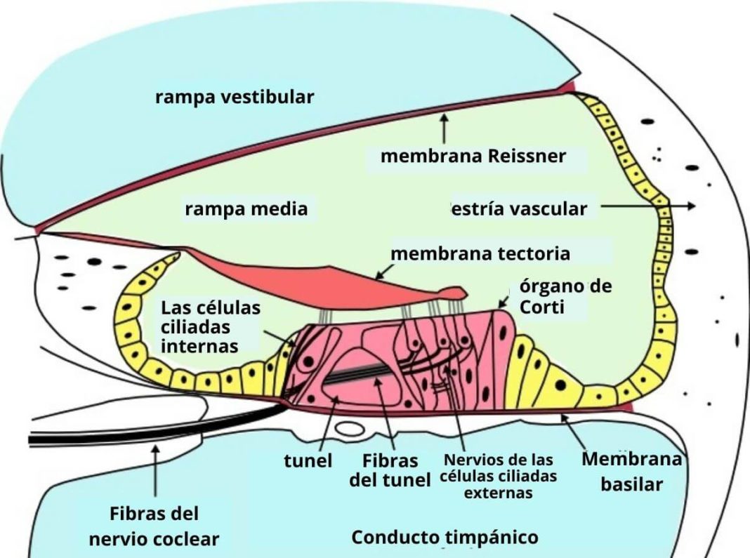 Órgano de Corti: qué es, funciones, anatomía, histología