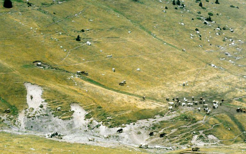 Sobrepastoreo: qué es, causas, efectos, soluciones