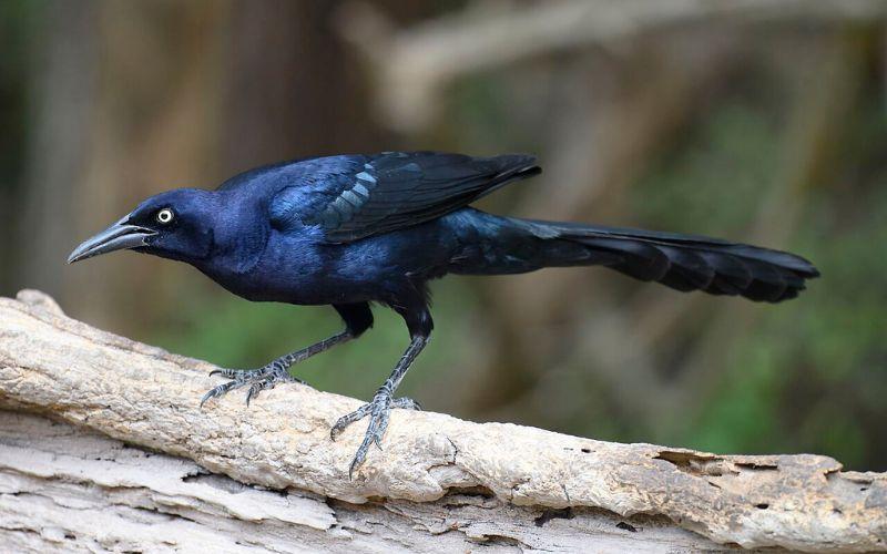 Zanate: qué es, características, hábitat, comportamiento