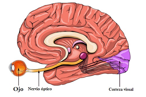 Quiasma óptico: características, anatomía y lesiones