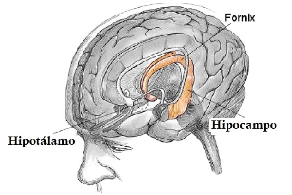 Fórnix: características, anatomía y funciones