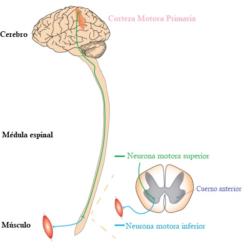 Neuronas motoras: características, tipos y funciones