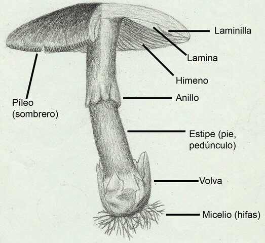 Partes del hongo y sus características