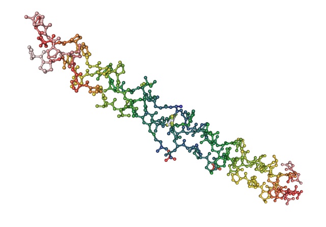 Proteínas fibrosas: concepto, estructura, funciones y ejemplos