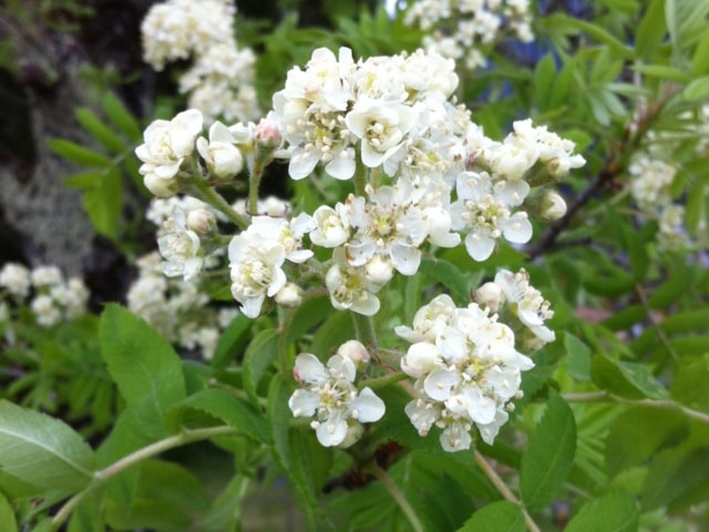 Sorbus domestica: características, hábitat, cuidados, enfermedades