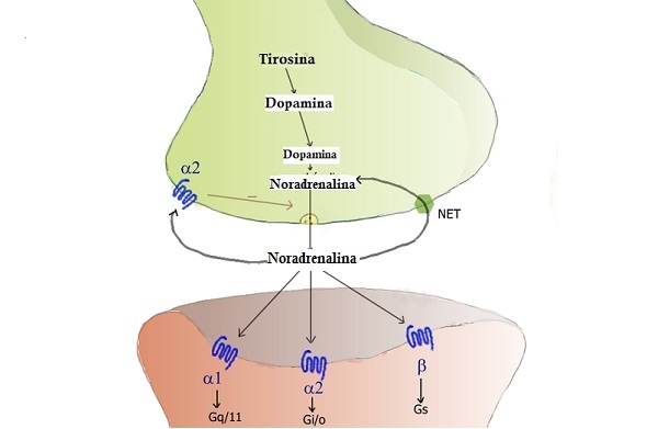 Norepinefrina: estructura, funciones, mecanismo de acción